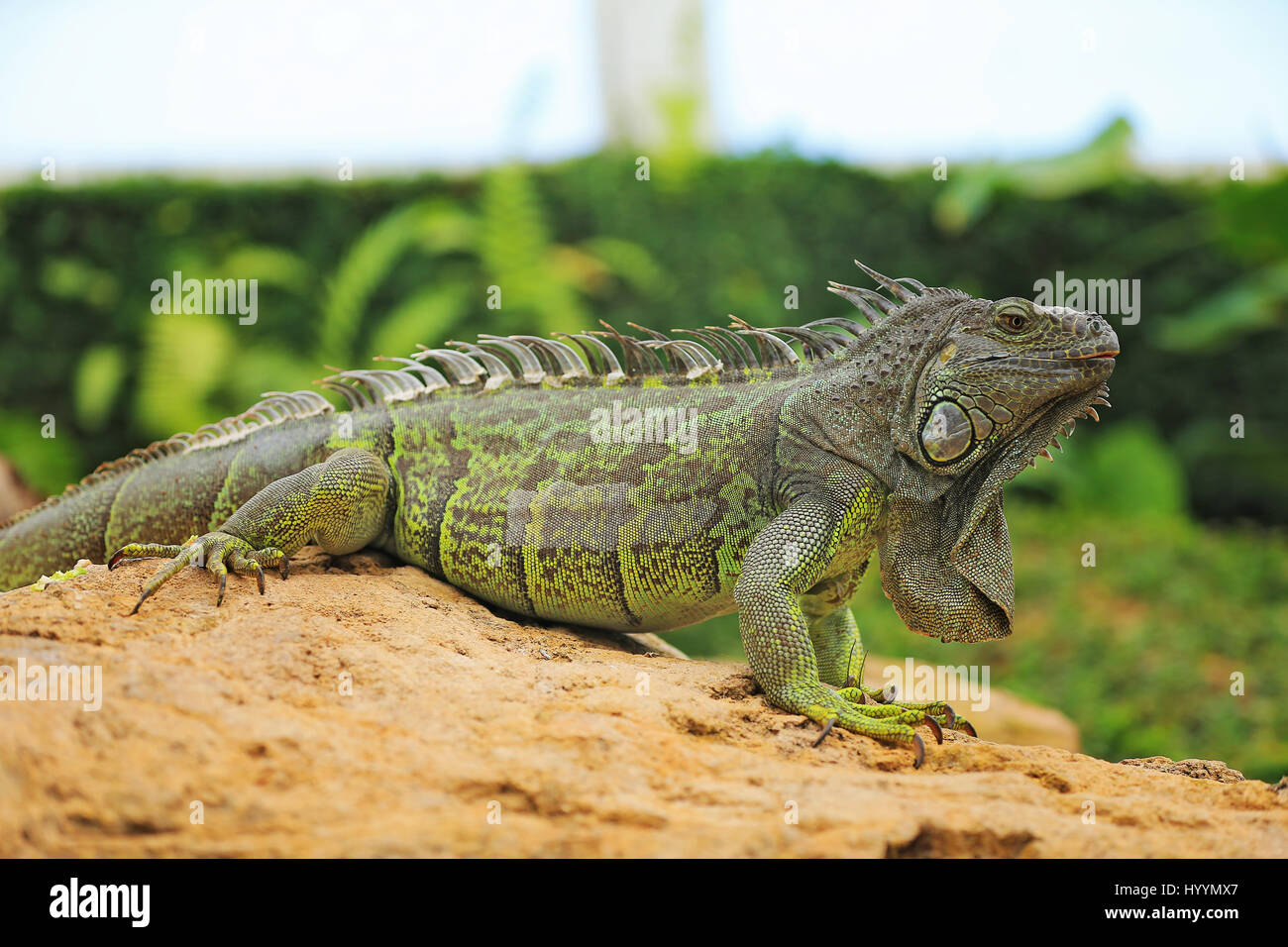 Iguana Verde, the habitat of South and Central America Stock Photo - Alamy