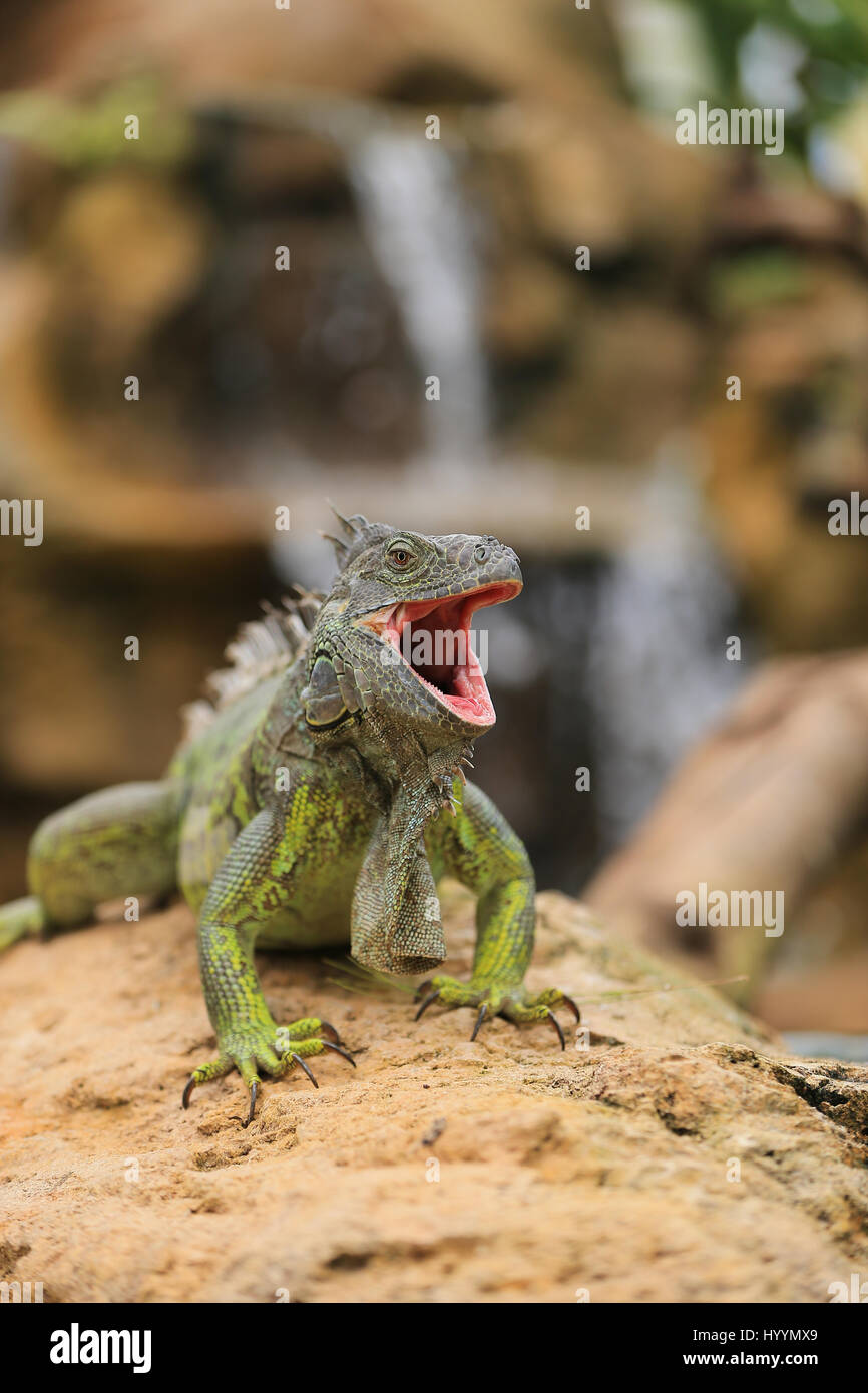 Iguana Verde Stock Photos & Iguana Verde Stock Images - Alamy