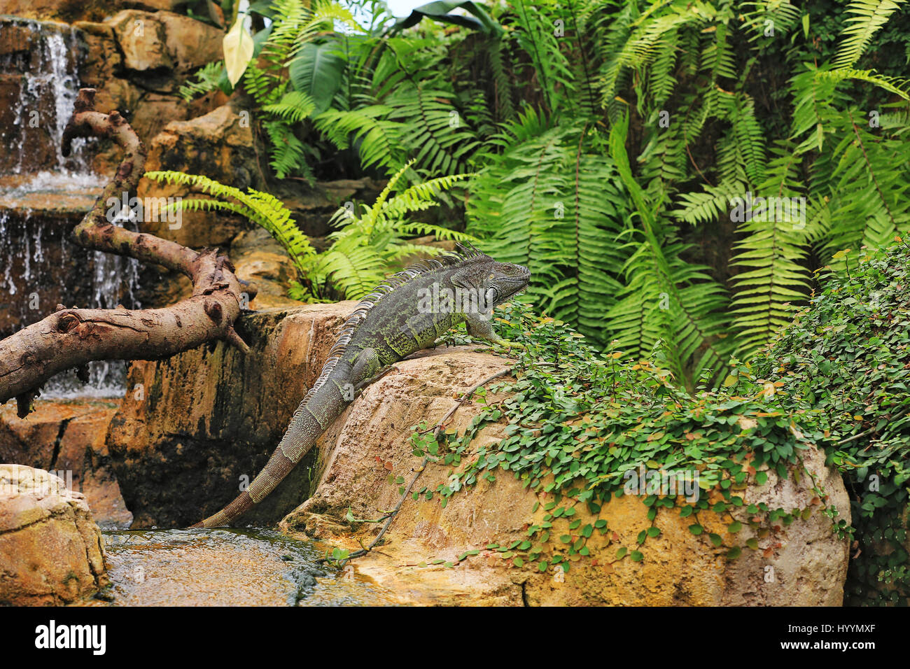 Iguana Verde, the habitat of South and Central America Stock Photo - Alamy