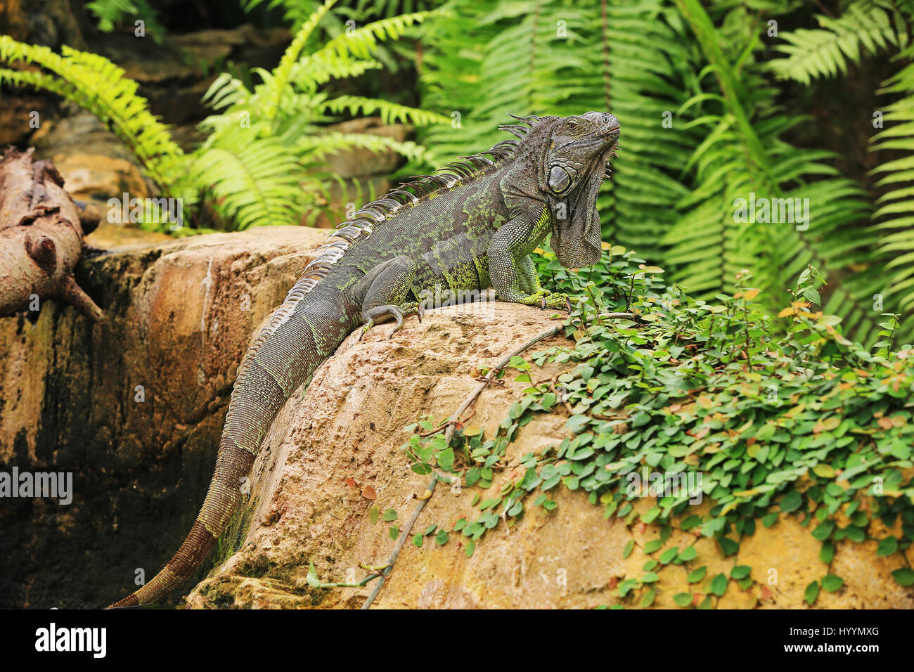 Iguana Verde, the habitat of South and Central America Stock Photo - Alamy