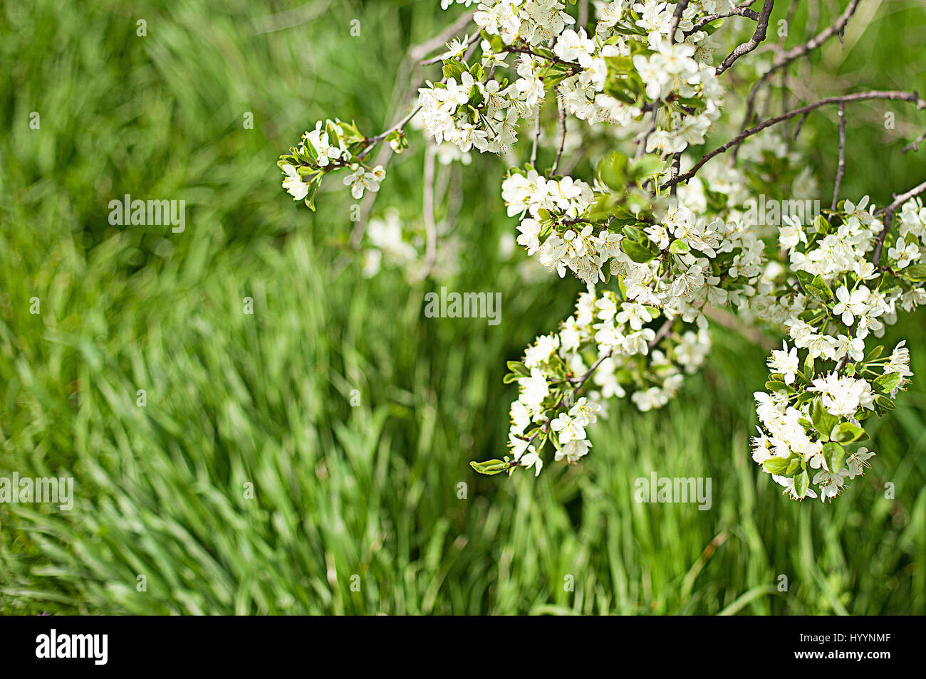 Spring natural background with bright blooming branch Stock Photo - Alamy