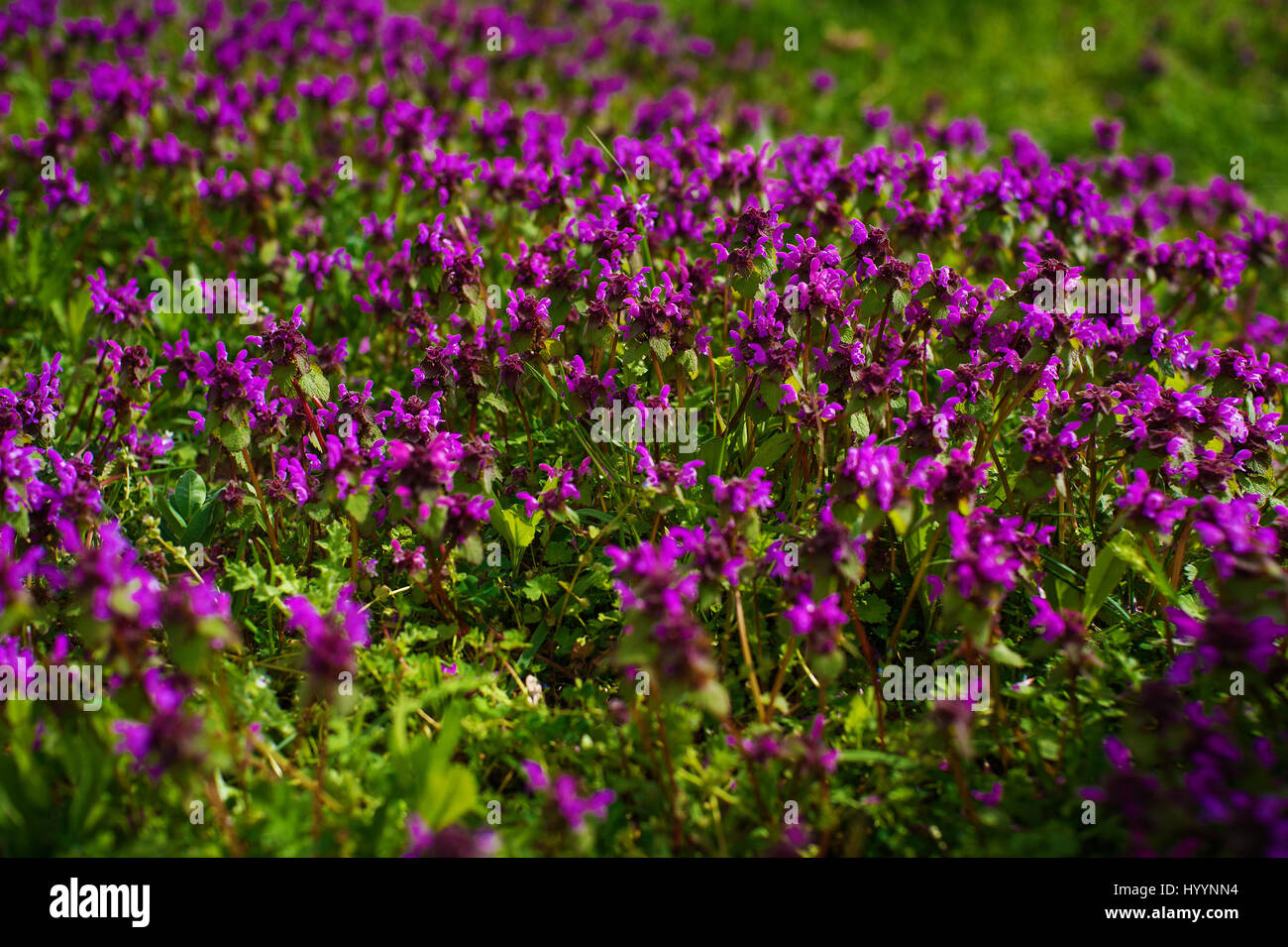 Nature Colorful Natural Blurred Background. Bokeh, Boke Wild Flowers With Sunlight Colors ...