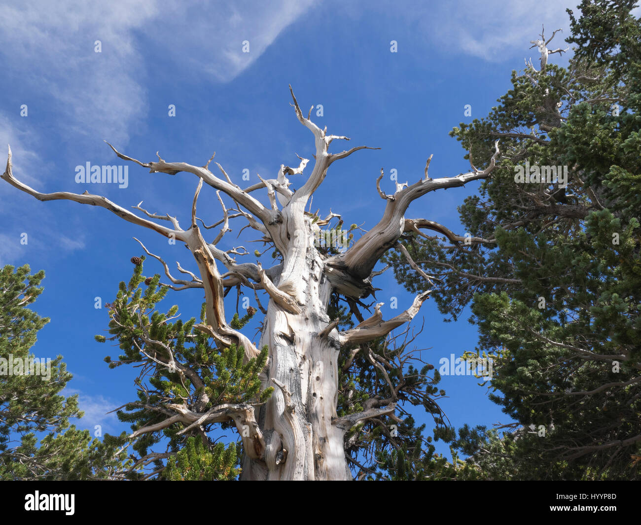 Bristlecone pine tree great basin hi-res stock photography and images ...