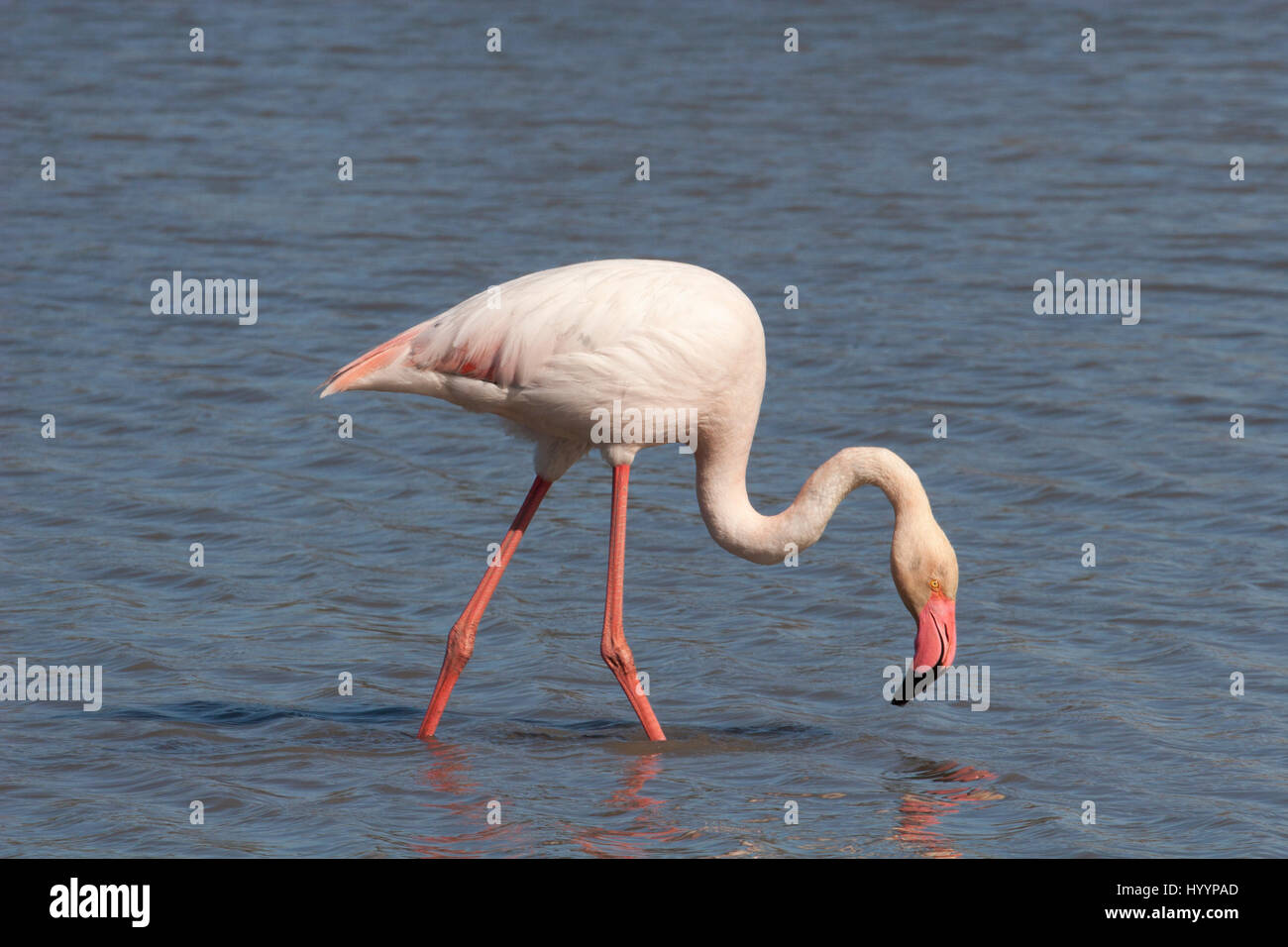 Flamingo roses hi-res stock photography and images - Alamy