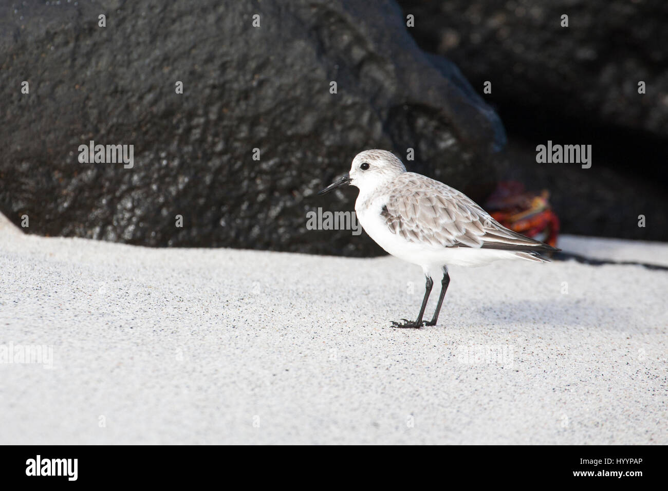 Sanderling (Calidris alba) in winter nonbreeding plumage on Galapagos ...