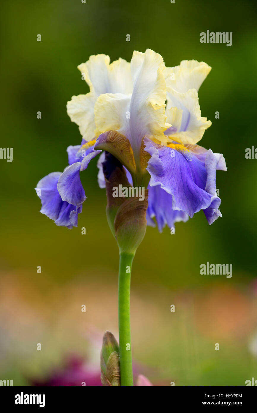 Dream of You iris, Schreiners Iris Gardens, Keizer, Oregon Stock Photo ...