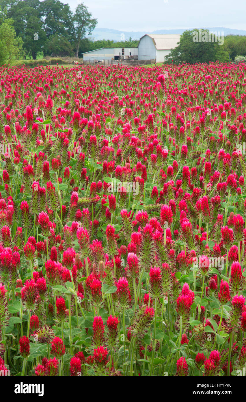The crimson and clover farm hi-res stock photography and images - Alamy