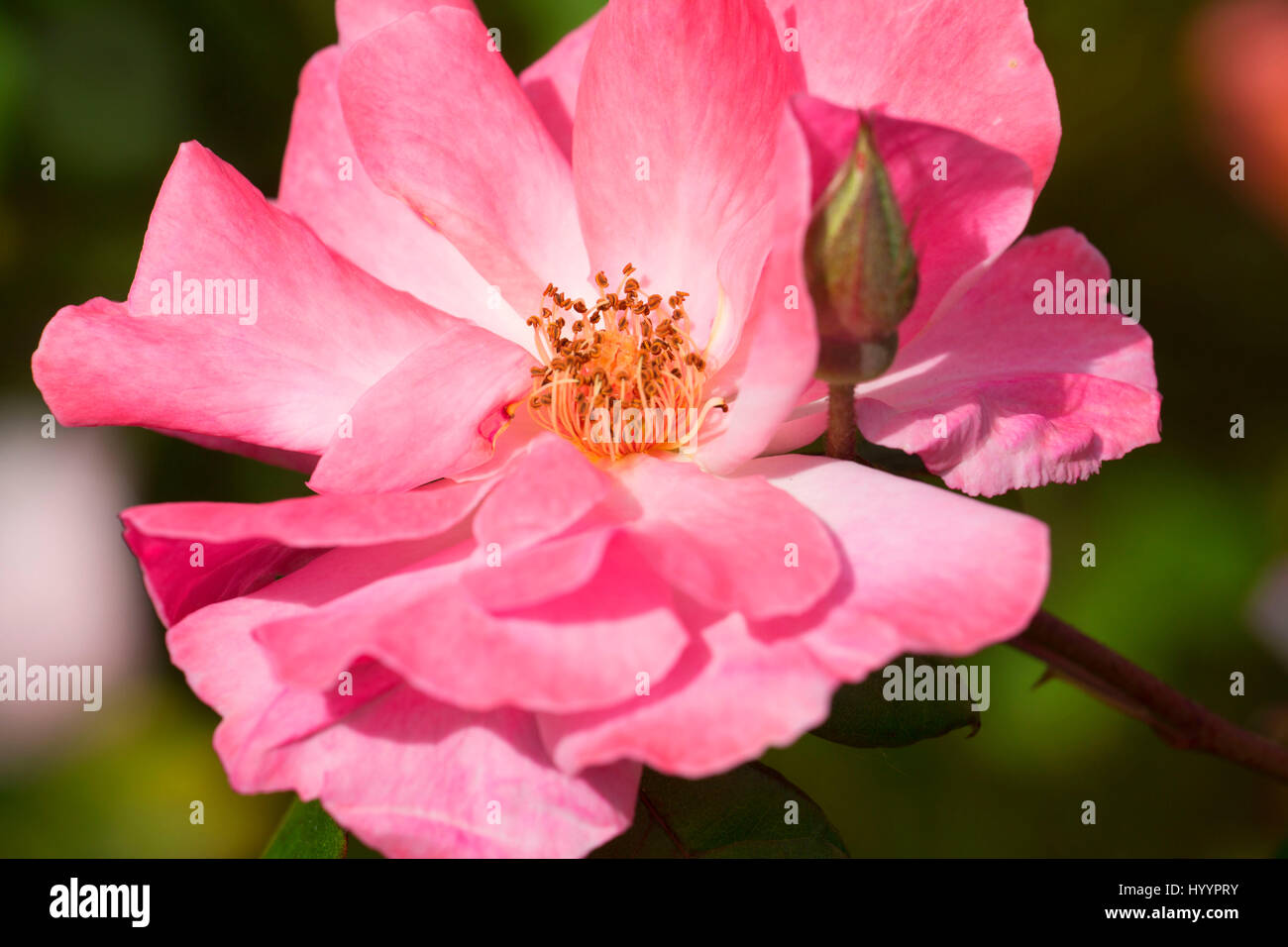 Claire Matin rose, Heirloom Roses, St Paul, Oregon Stock Photo - Alamy