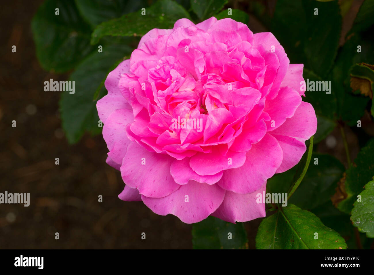 Orchid Romance rose, Heirloom Roses, St Paul, Oregon Stock Photo - Alamy