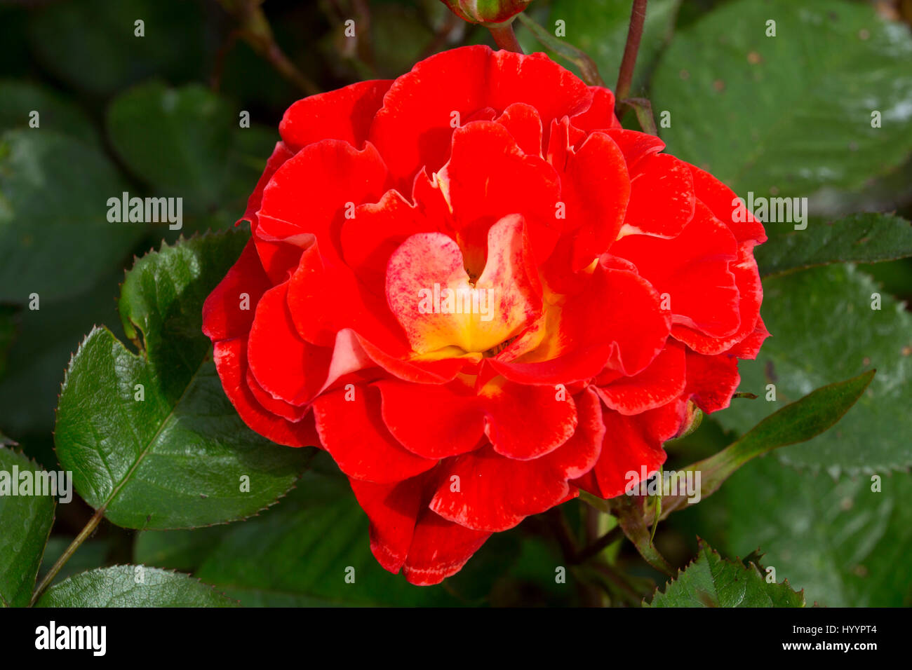 Rock n Roll rose, Heirloom Roses, St Paul, Oregon Stock Photo - Alamy