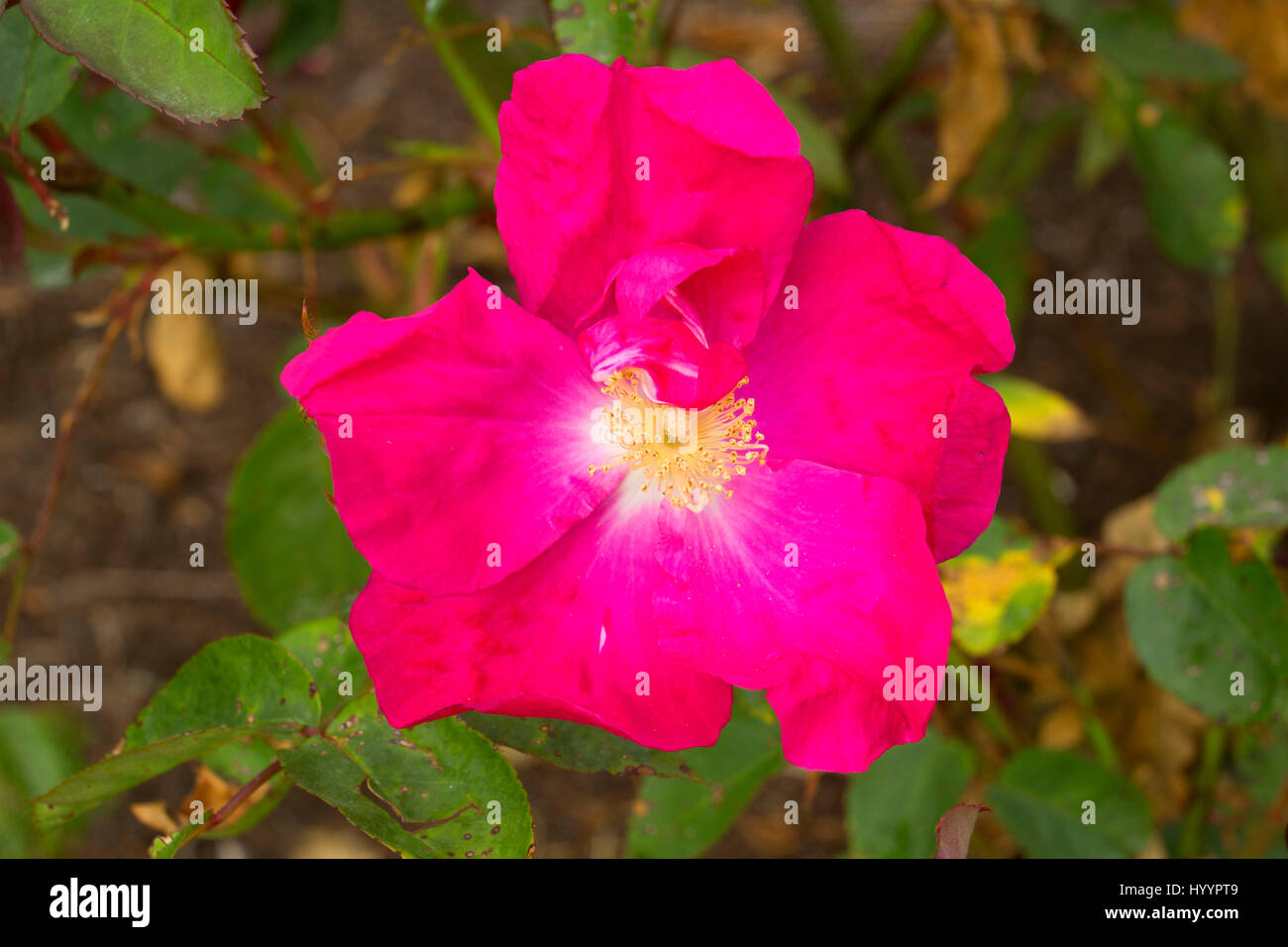Magenta rose, Heirloom Roses, St Paul, Oregon Stock Photo - Alamy