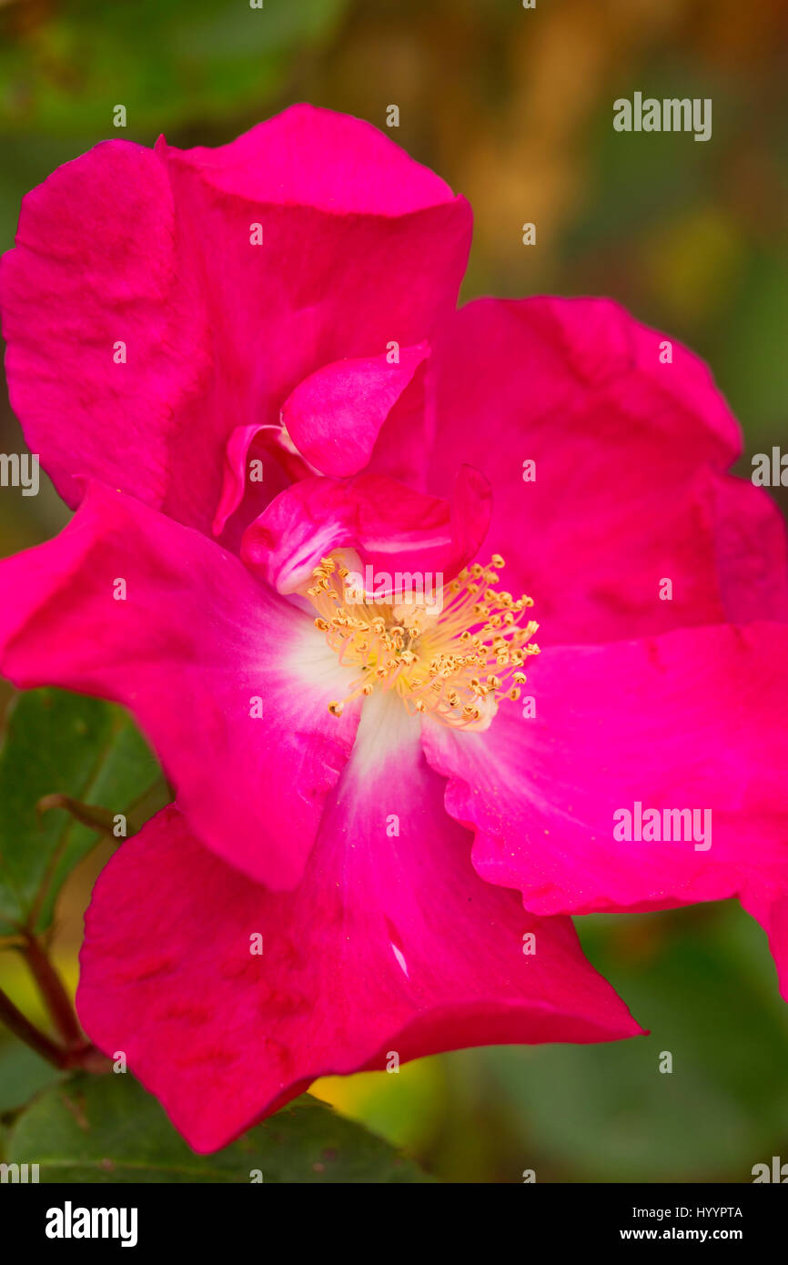 Magenta rose, Heirloom Roses, St Paul, Oregon Stock Photo - Alamy