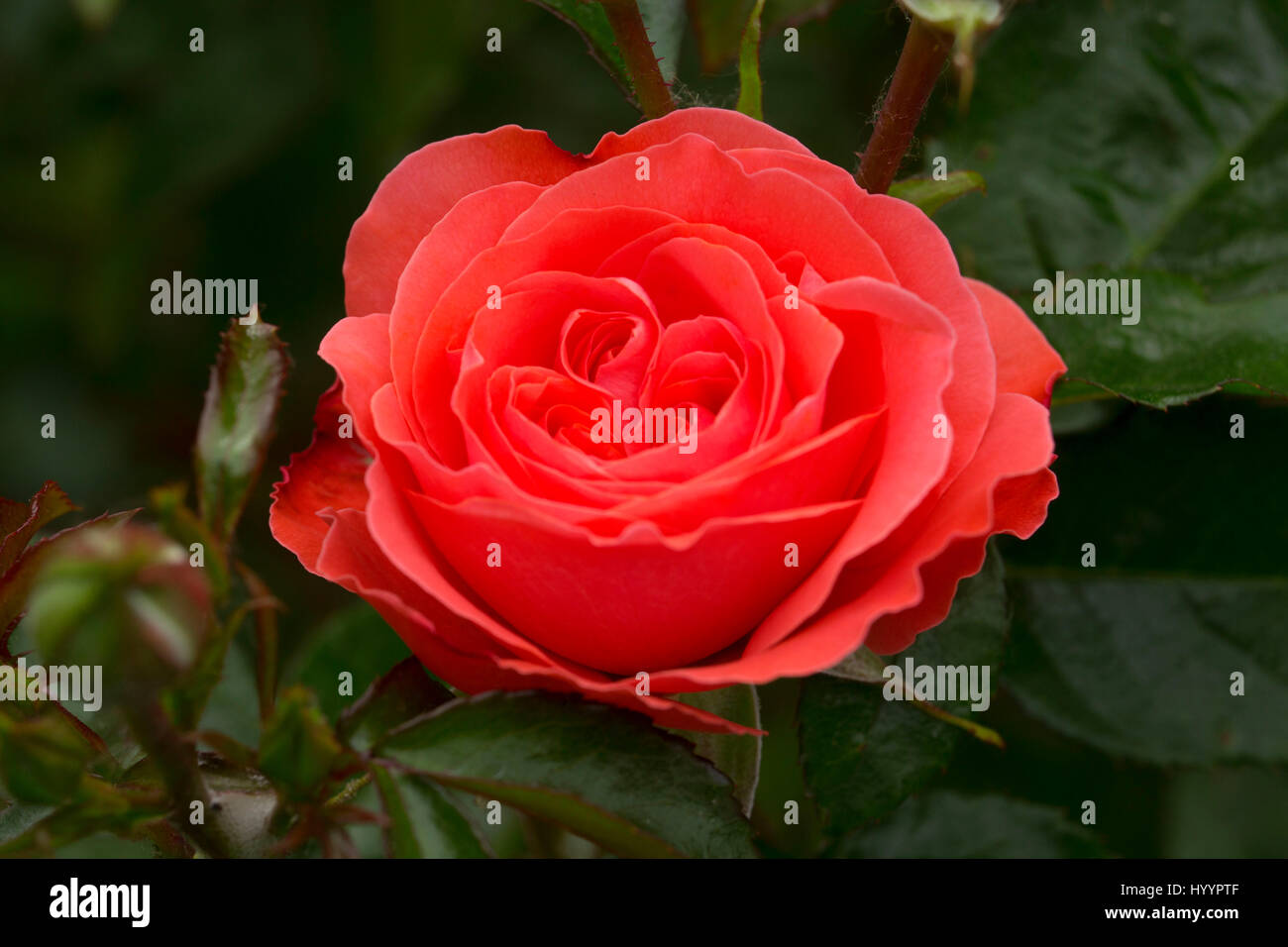 Pink Abundance rose, Heirloom Roses, St Paul, Oregon Stock Photo - Alamy