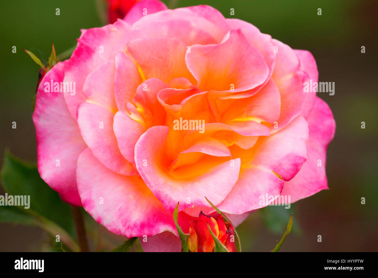Heirloom roses hi-res stock photography and images - Alamy