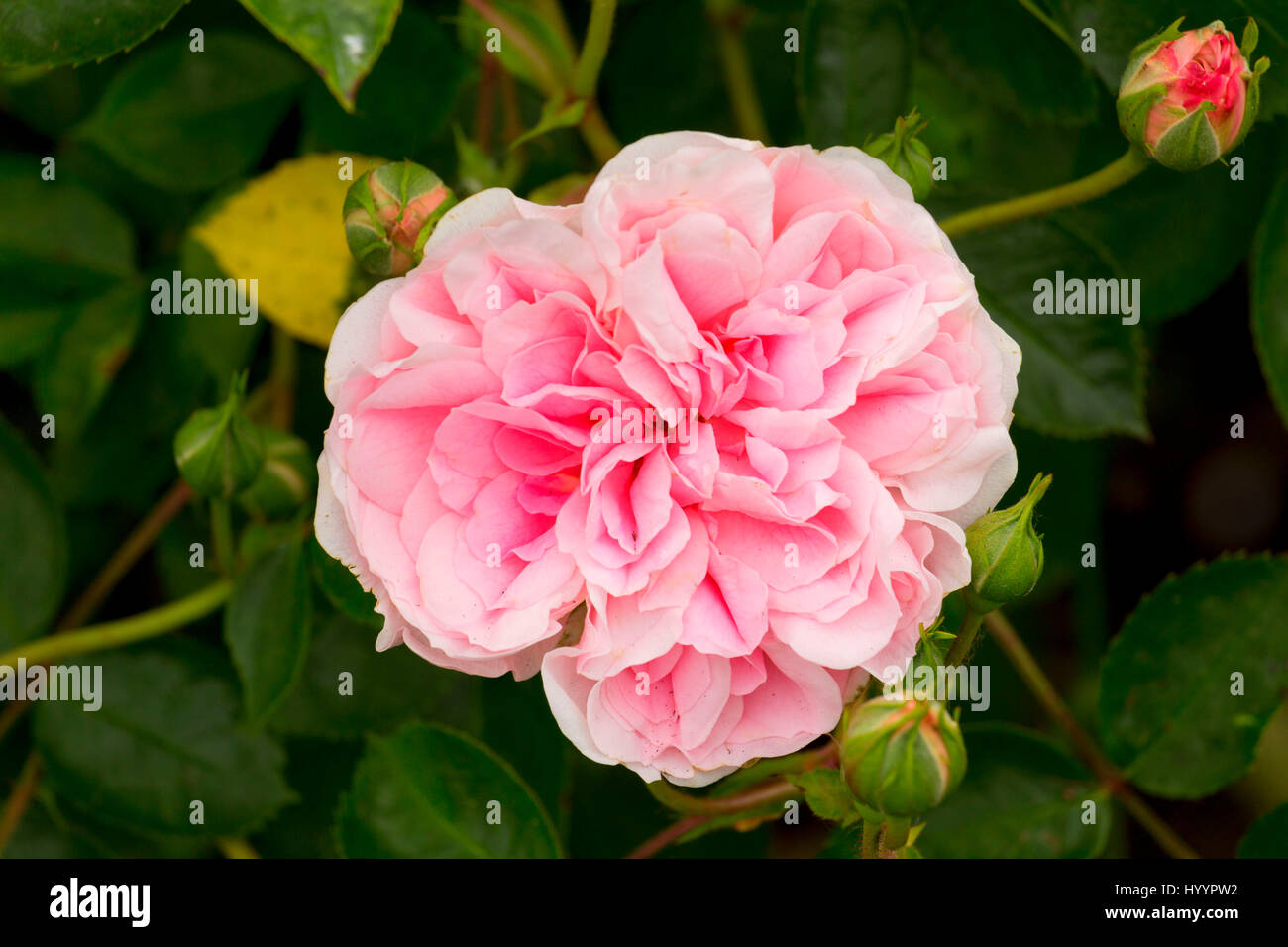 The fawn rose hi-res stock photography and images - Alamy