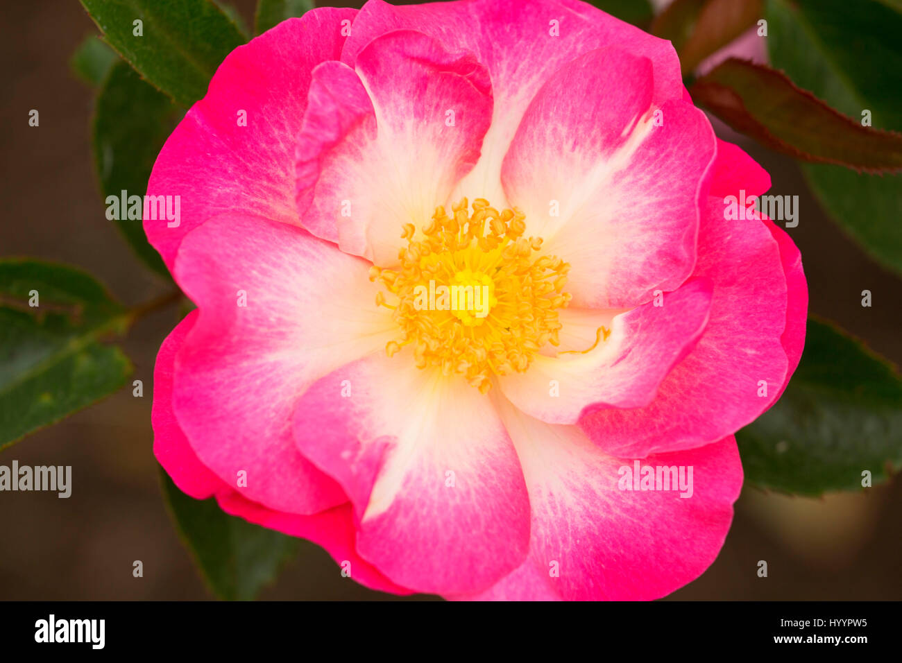Fashion Statement rose, Heirloom Roses, St Paul, Oregon Stock Photo - Alamy