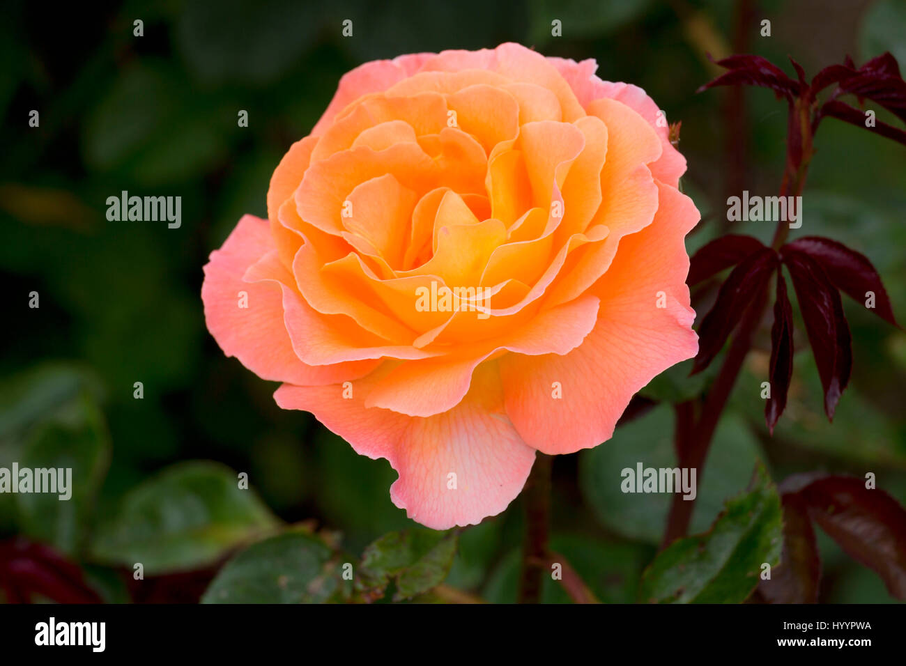 Rosemary Harkness rose, Heirloom Roses, St Paul, Oregon Stock Photo - Alamy