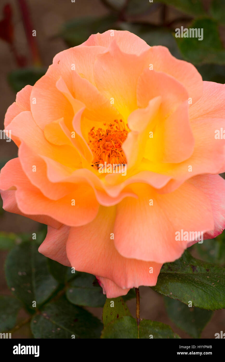 Rosemary Harkness rose, Heirloom Roses, St Paul, Oregon Stock Photo - Alamy