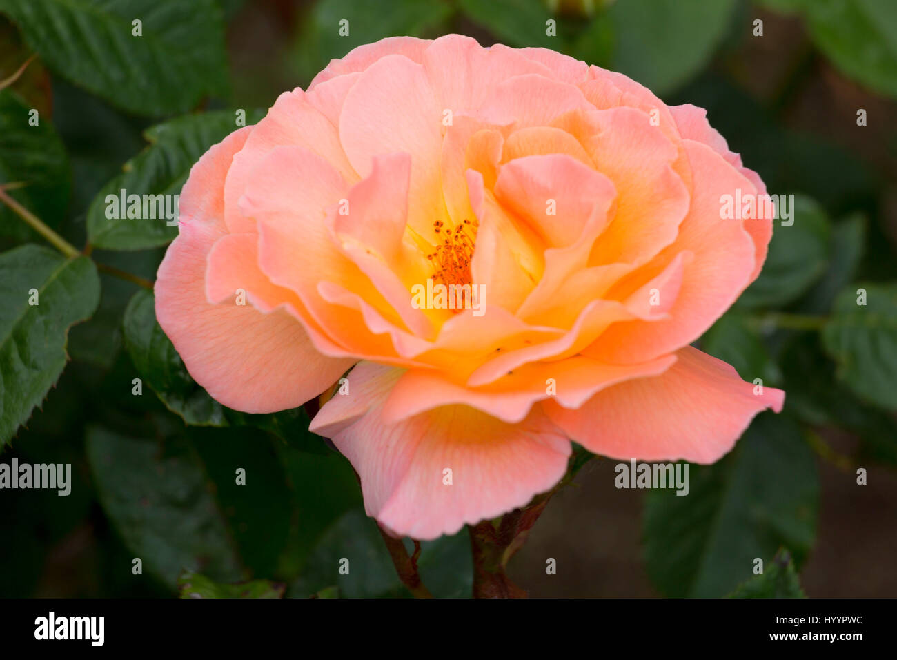 Rosemary Harkness rose, Heirloom Roses, St Paul, Oregon Stock Photo - Alamy