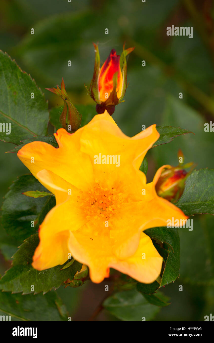 Flutterbye rose, Heirloom Roses, St Paul, Oregon Stock Photo - Alamy