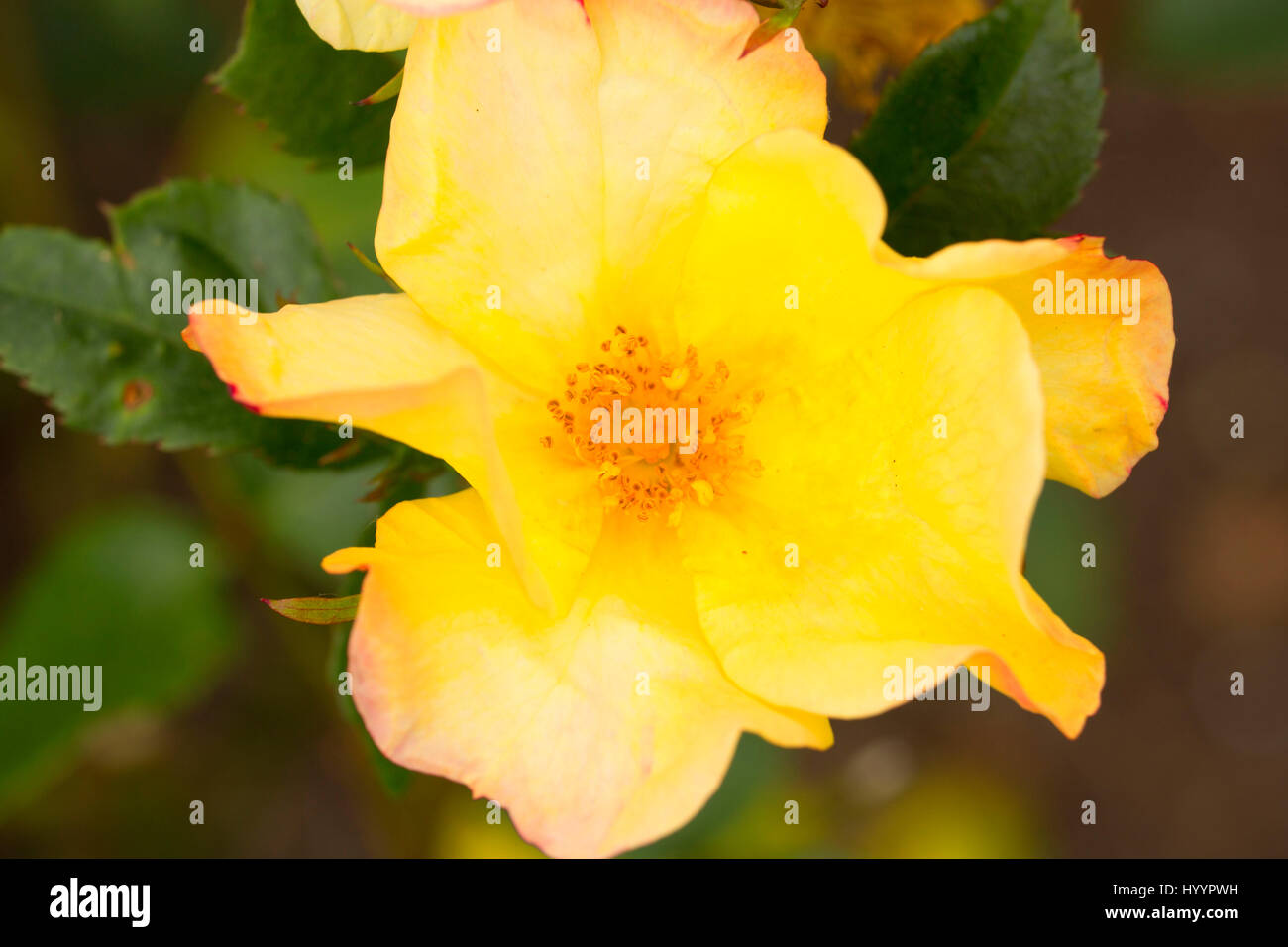 Flutterbye hi-res stock photography and images - Alamy