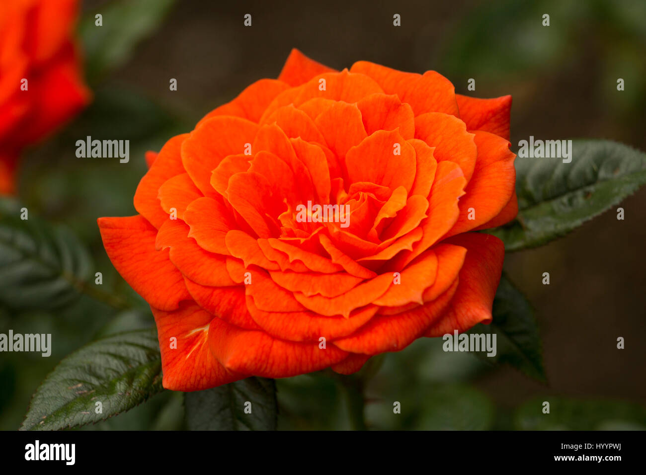 Heirloom rose variety hi-res stock photography and images - Alamy