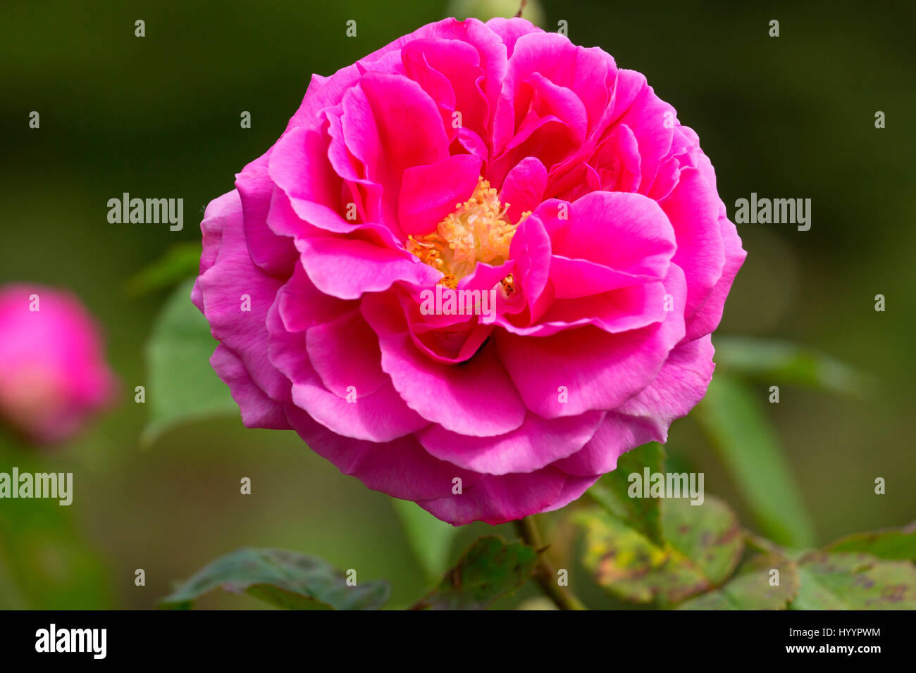 Mme Isaac Pereire rose, Heirloom Roses, St Paul, Oregon Stock Photo - Alamy