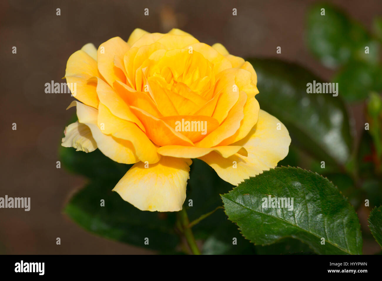 Golden Years rose, Heirloom Roses, St Paul, Oregon Stock Photo - Alamy