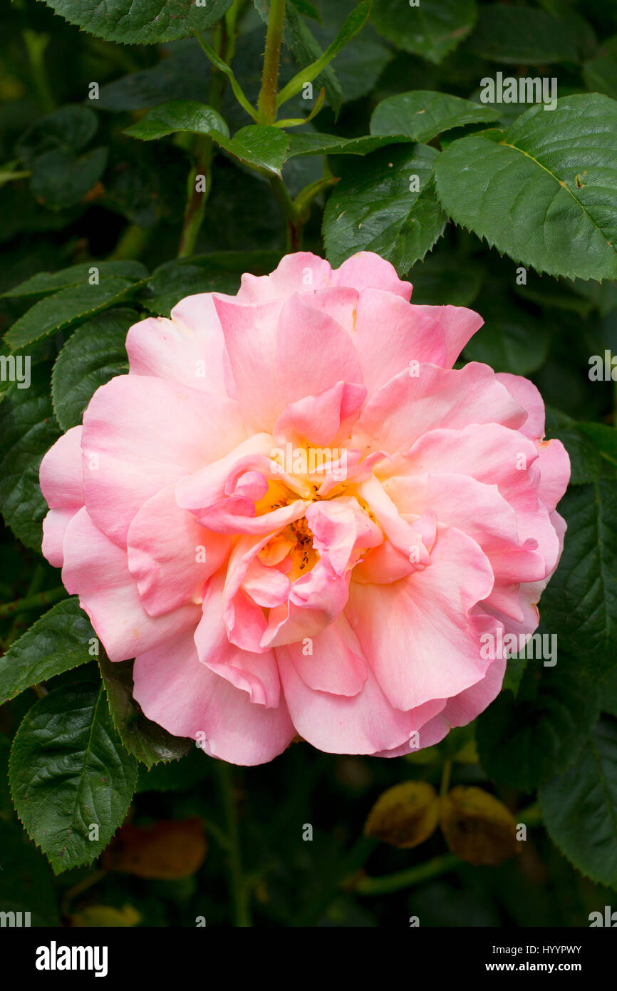 Polka rose, Heirloom Roses, St Paul, Oregon Stock Photo - Alamy