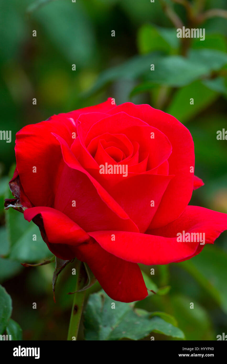 Red rose county hi-res stock photography and images - Alamy