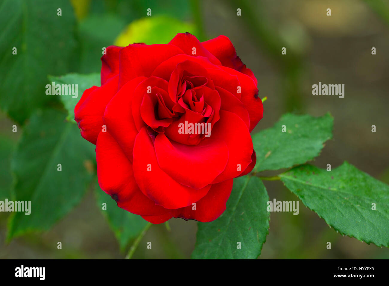 Olympiad rose, Heirloom Roses, St Paul, Oregon Stock Photo - Alamy