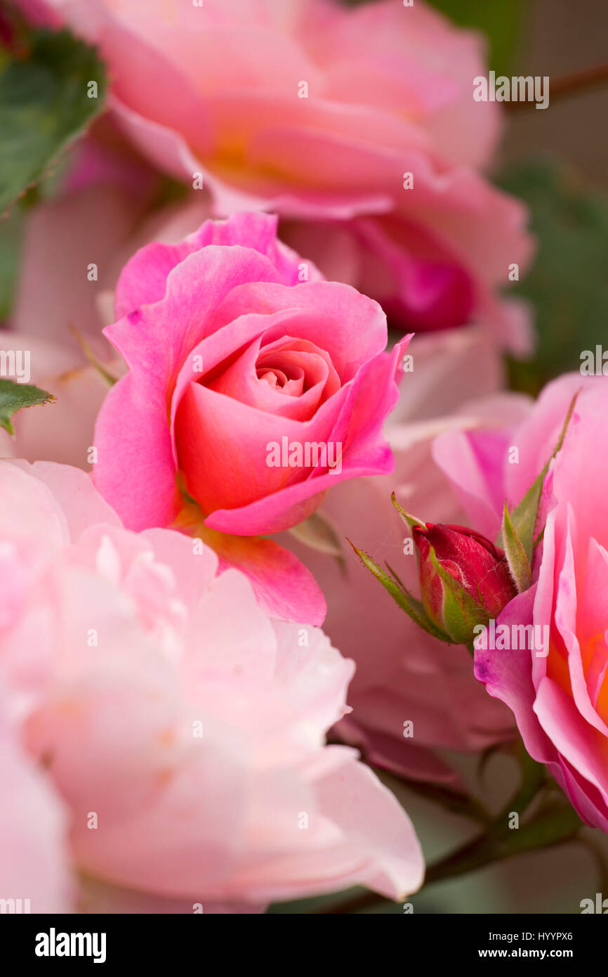 Distant Thunder rose, Heirloom Roses, St Paul, Oregon Stock Photo - Alamy
