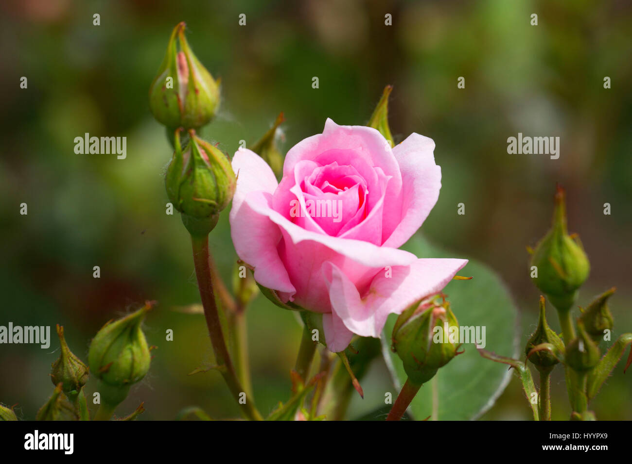 Distant Thunder rose, Heirloom Roses, St Paul, Oregon Stock Photo - Alamy