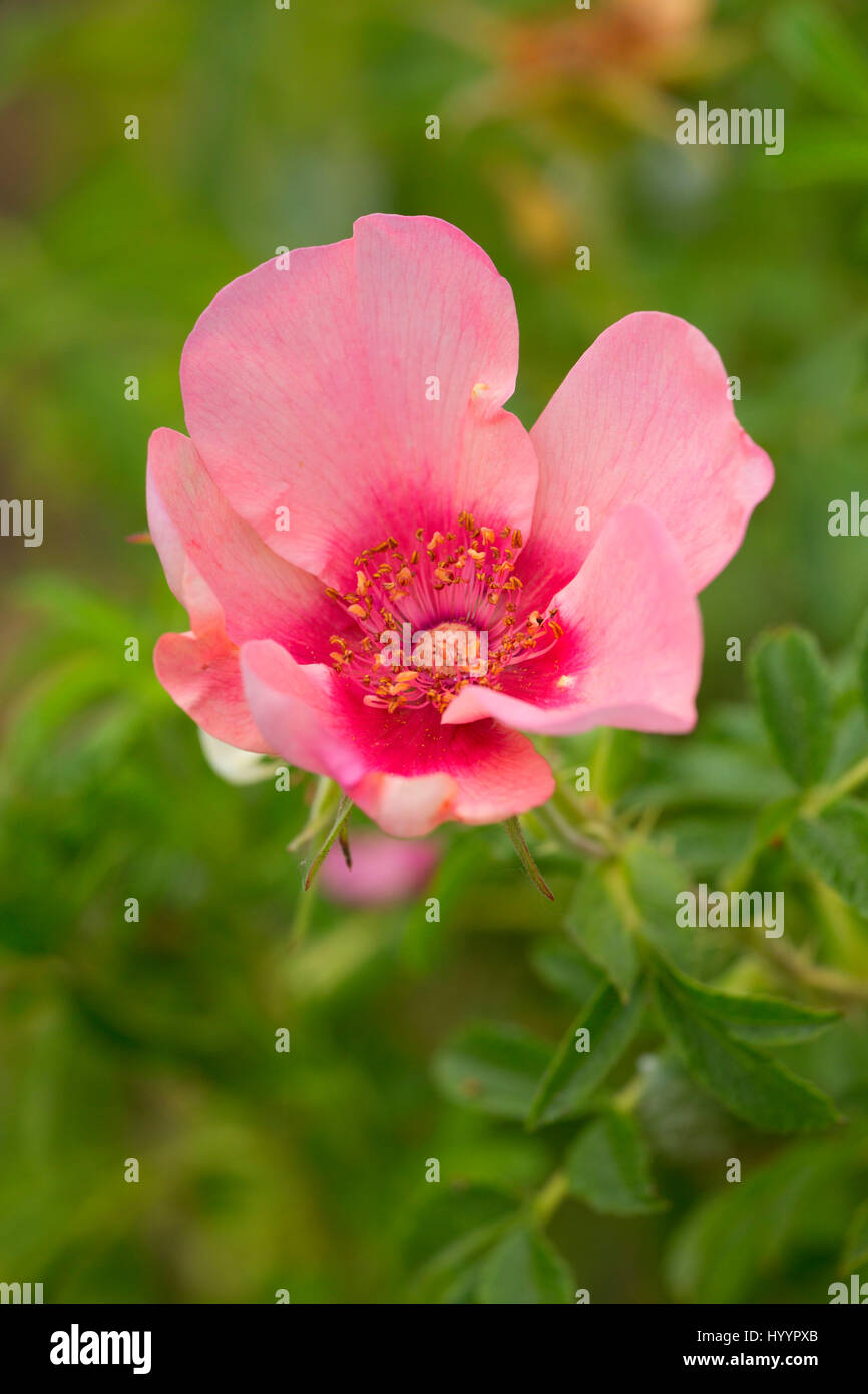 Rose, Heirloom Roses, St Paul, Oregon Stock Photo - Alamy