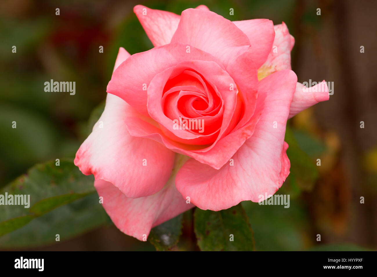 Paul Shirville rose, Heirloom Roses, St Paul, Oregon Stock Photo - Alamy