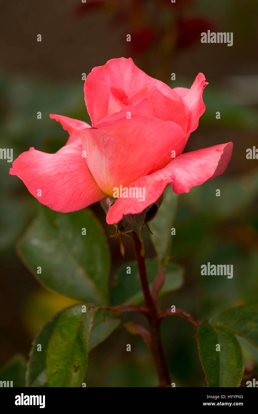 Harkness roses hi-res stock photography and images - Alamy
