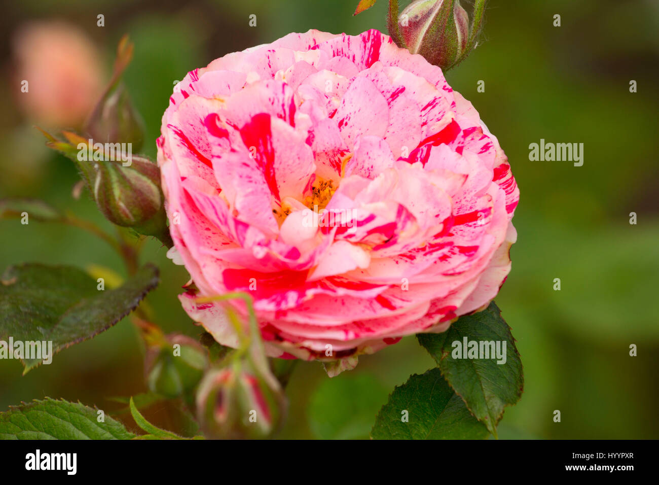 Scentimental rose, Heirloom Roses, St Paul, Oregon Stock Photo - Alamy