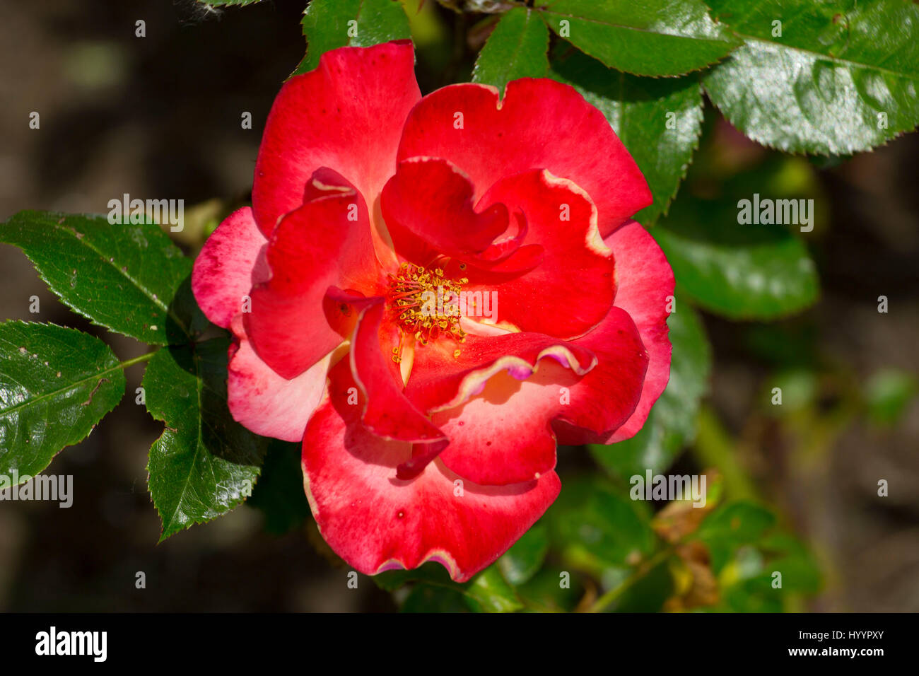Playboy rose, Heirloom Roses, St Paul, Oregon Stock Photo - Alamy