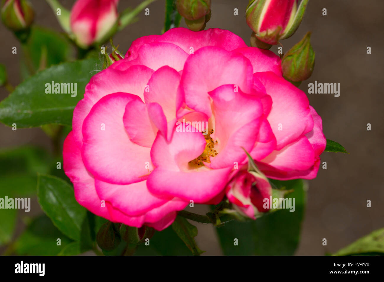 Hannah Gordon rose, Heirloom Roses, St Paul, Oregon Stock Photo - Alamy
