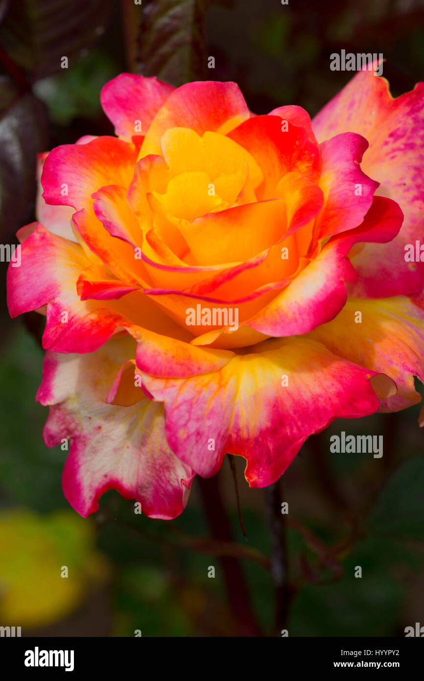 Desert peace rose hi-res stock photography and images - Alamy