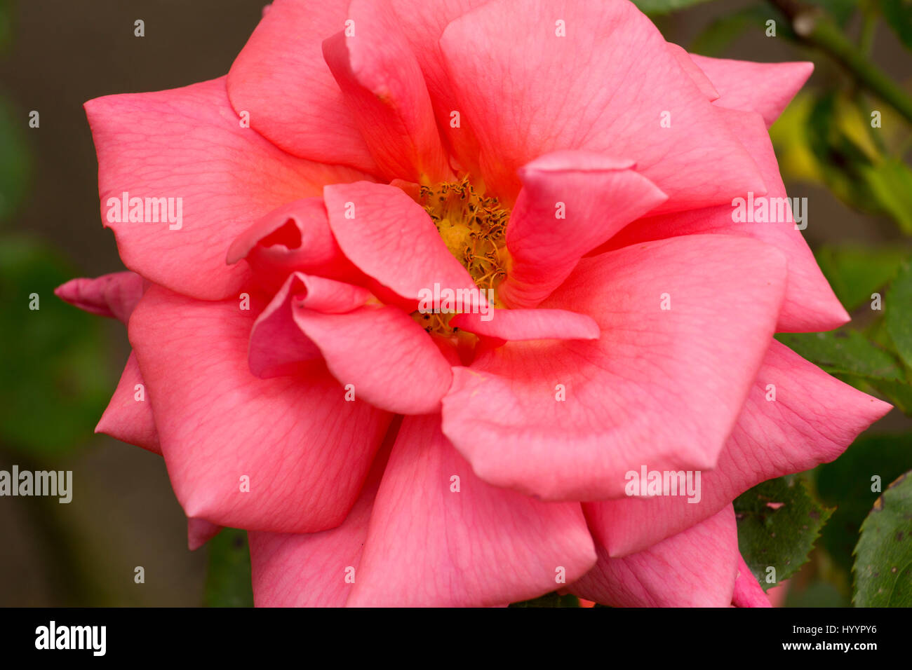 Leaping Salmon rose, Heirloom Roses, St Paul, Oregon Stock Photo - Alamy