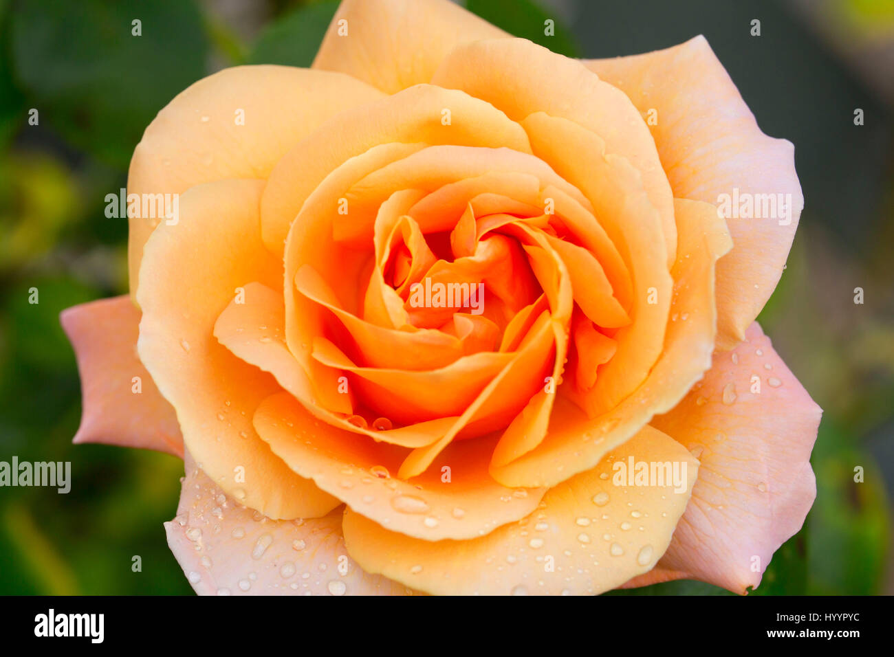 School Girl rose, Heirloom Roses, St Paul, Oregon Stock Photo - Alamy