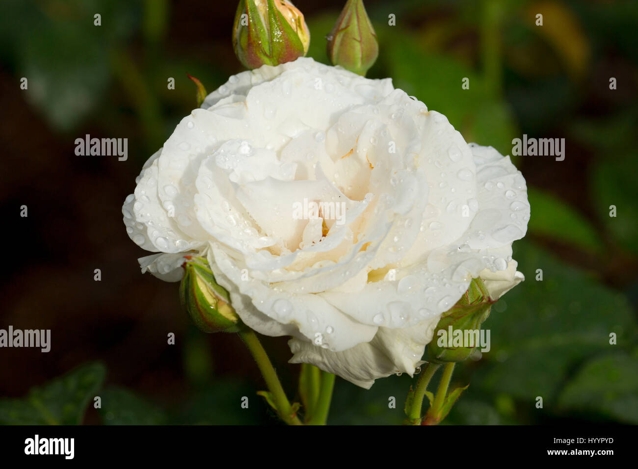 Maria Mathilda rose, Heirloom Roses, St Paul, Oregon Stock Photo - Alamy