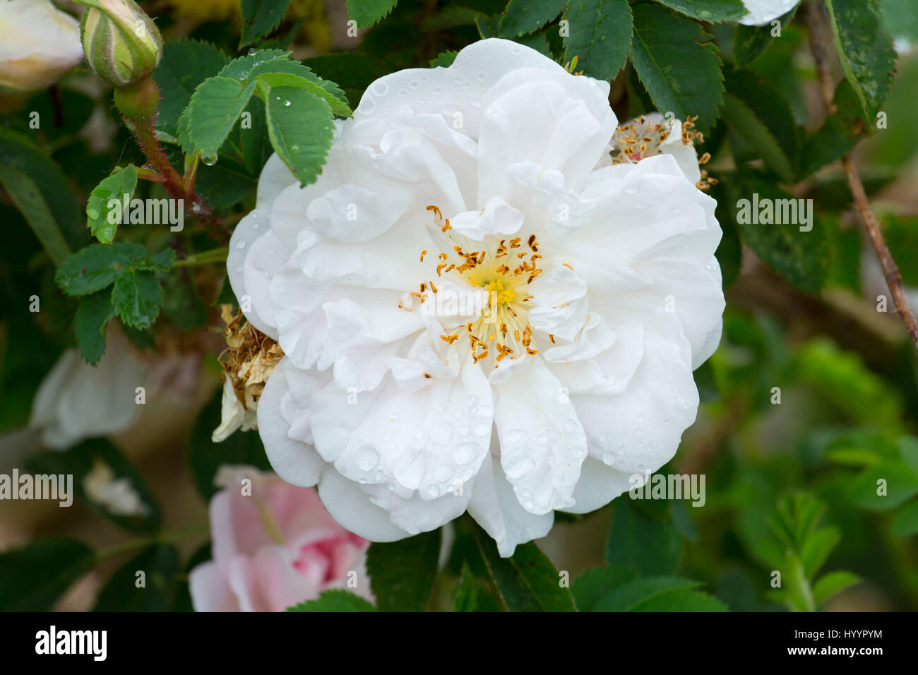 Stanwell Perpetual rose, Heirloom Roses, St Paul, Oregon Stock Photo ...