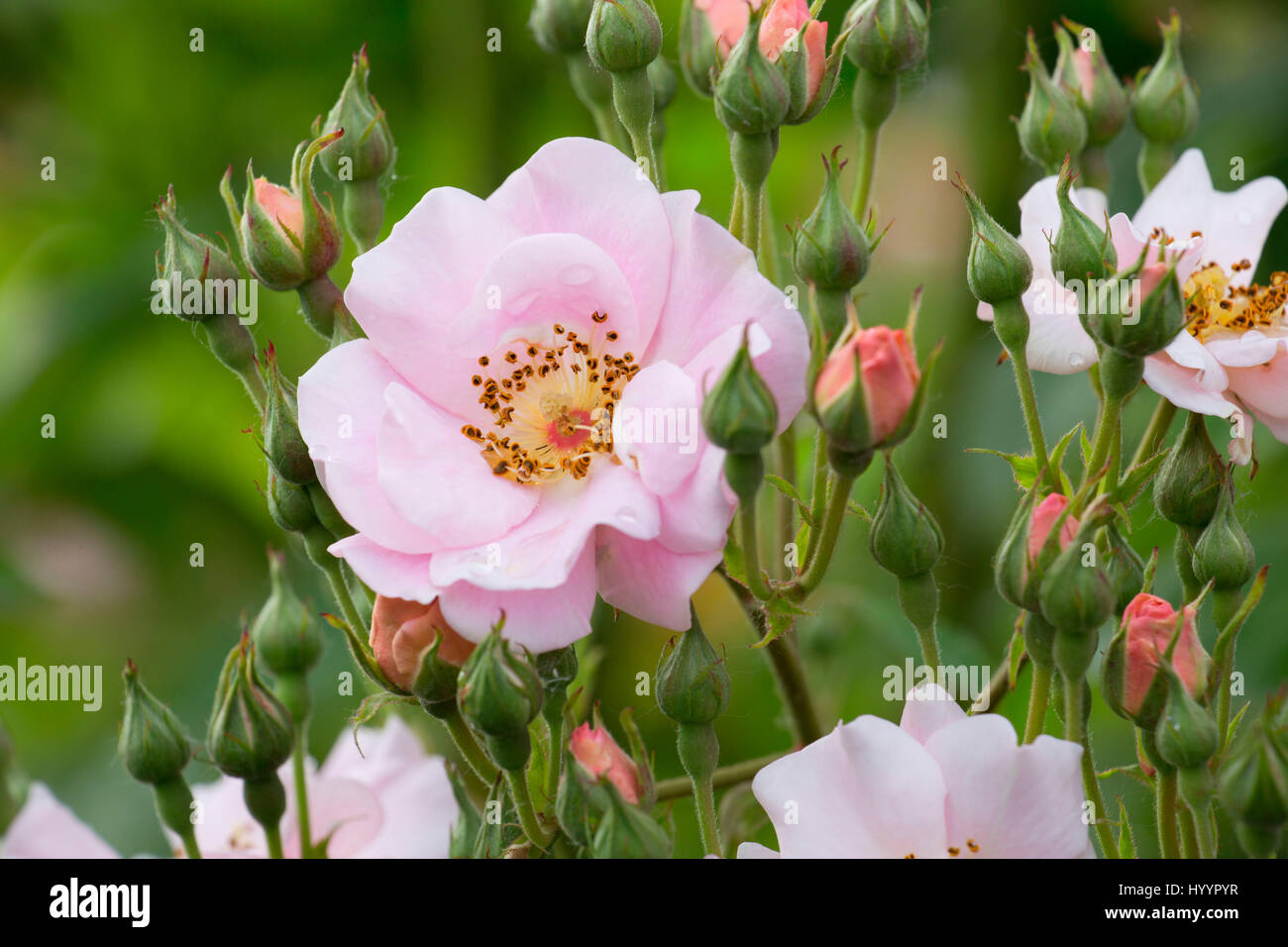 Flower Girl rose, Heirloom Roses, St Paul, Oregon Stock Photo - Alamy