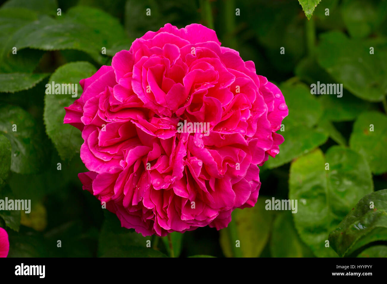 Rose, Heirloom Roses, St Paul, Oregon Stock Photo - Alamy