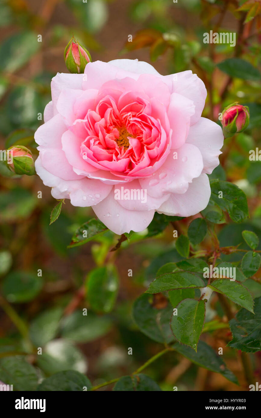 Wildeve rose, Heirloom Roses, St Paul, Oregon Stock Photo - Alamy