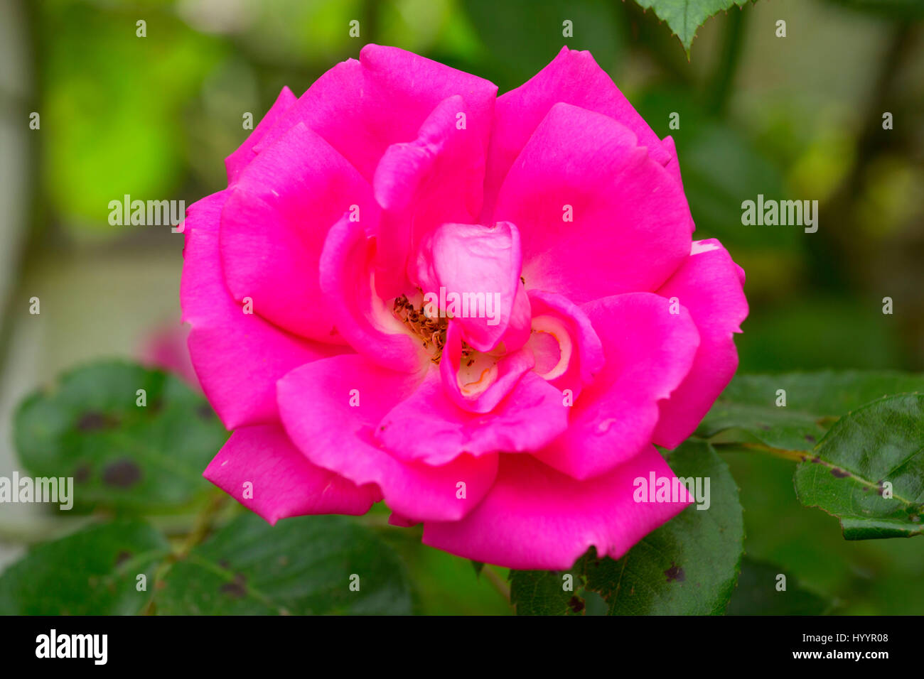 Morning Jewel rose, Heirloom Roses, St Paul, Oregon Stock Photo - Alamy