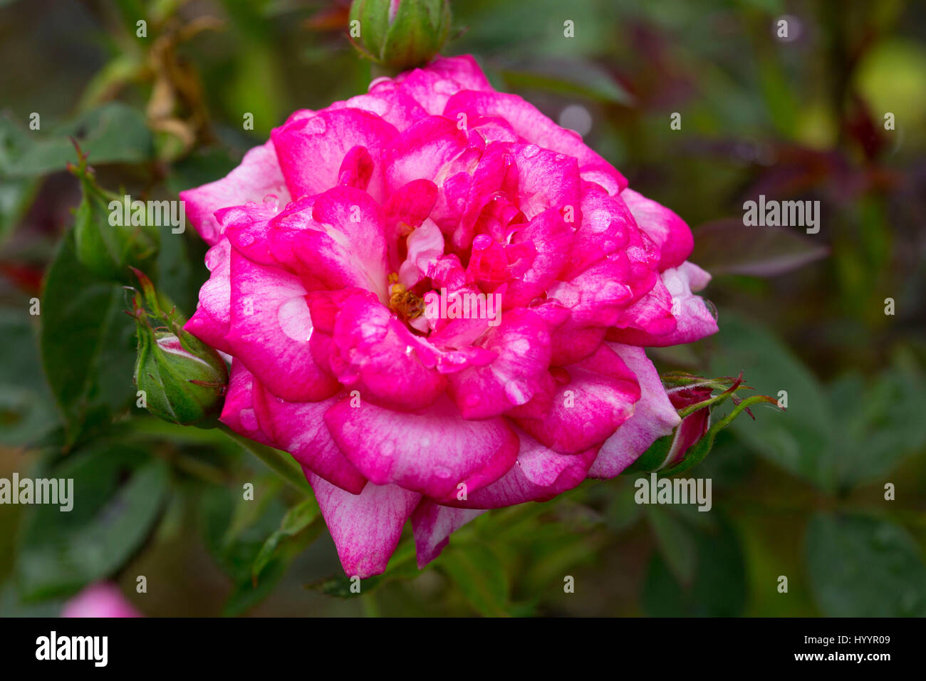 Hoot "n" Holler rose, Heirloom Roses, St Paul, Oregon Stock Photo - Alamy