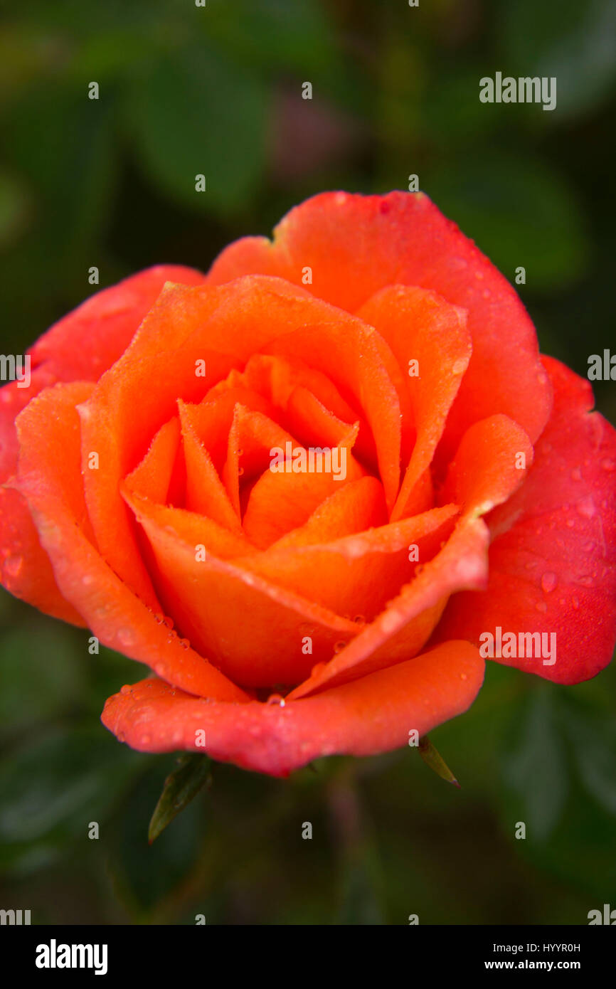 Orange blossom classic hi-res stock photography and images - Alamy